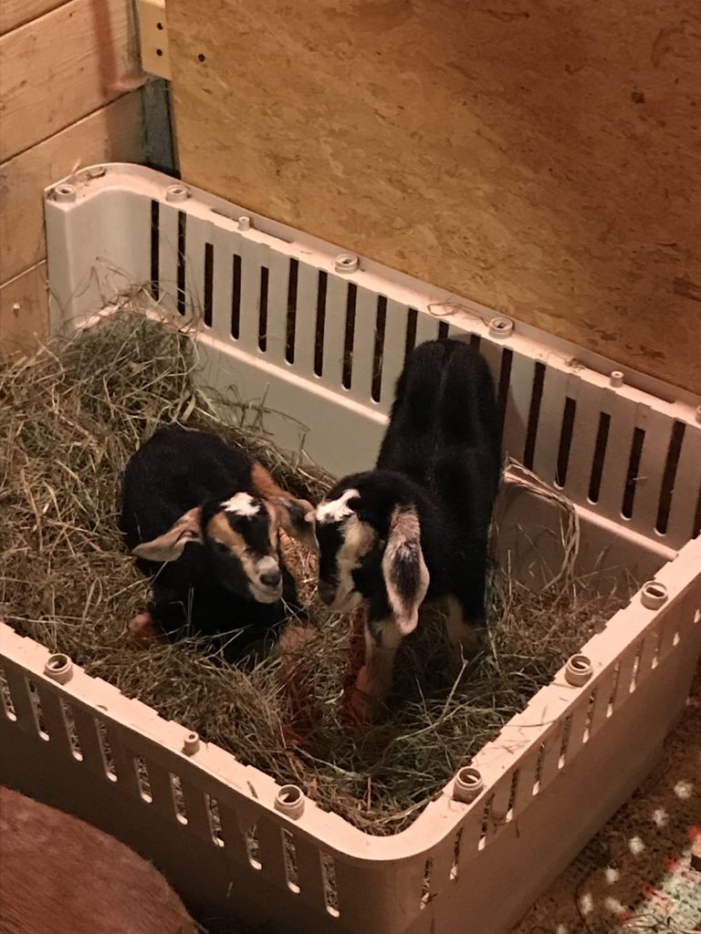 The Pawing Doe - Kinder Goat Breeders Association