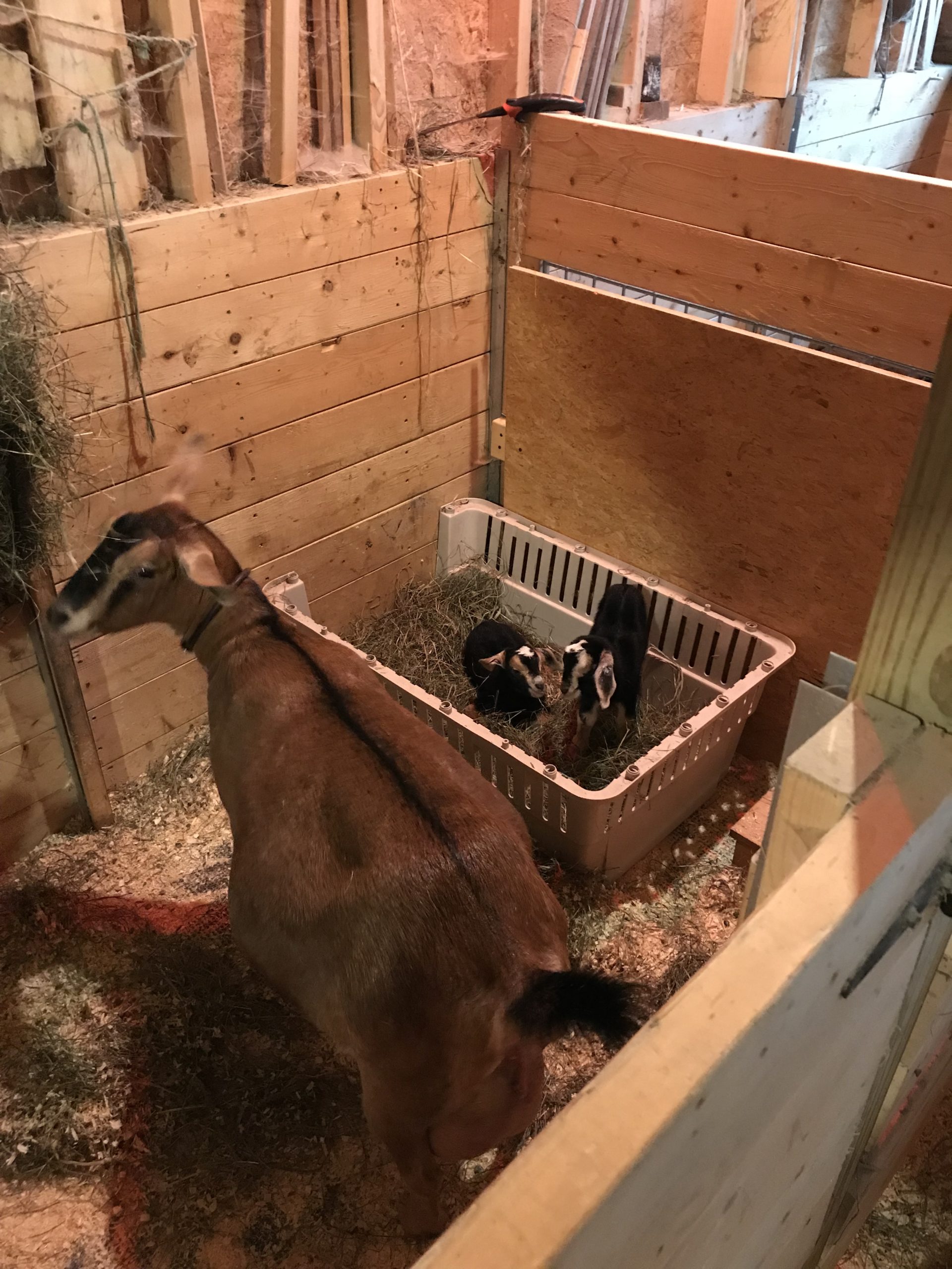 The Pawing Doe - Kinder Goat Breeders Association