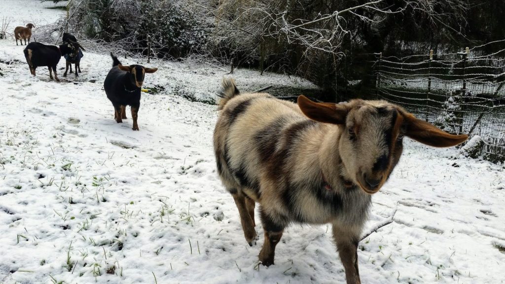 Before You Buy: Pre-purchase Considerations - Kinder Goat Breeders ...