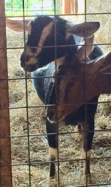 Let’s Talk About Width - Kinder Goat Breeders Association
