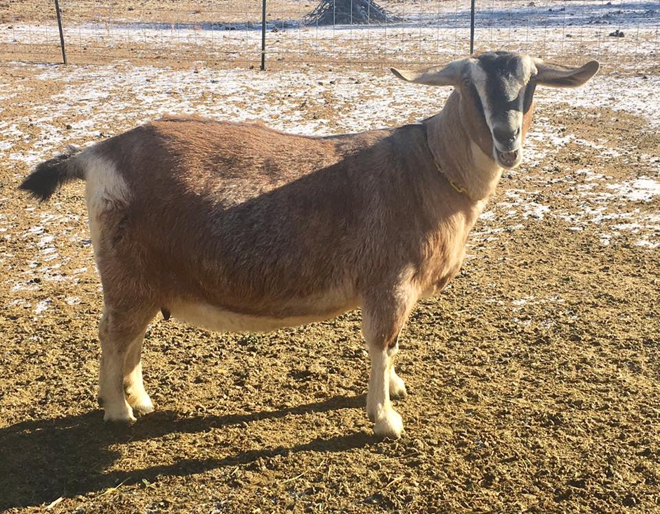 Linebreeding Case Study: Still Meadow Kinders - Kinder Goat Breeders ...