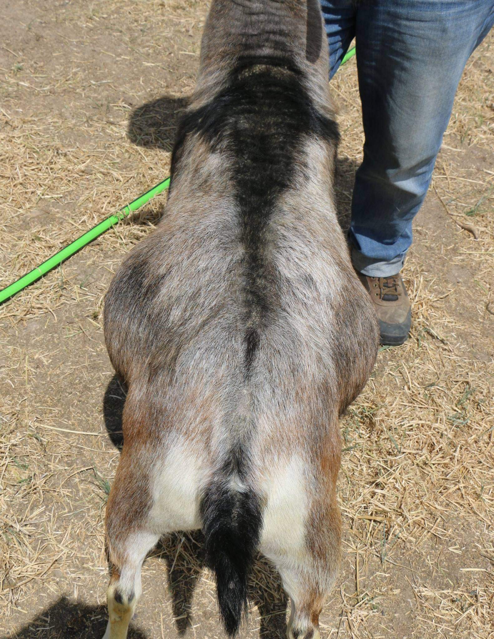 Linebreeding Case Study: Still Meadow Kinders - Kinder Goat Breeders ...