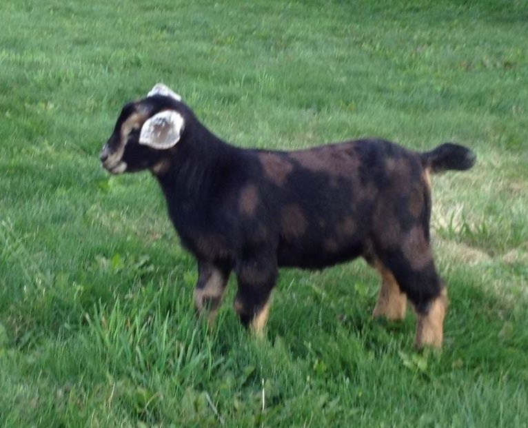 Whether or Not to Wether? - Kinder Goat Breeders Association