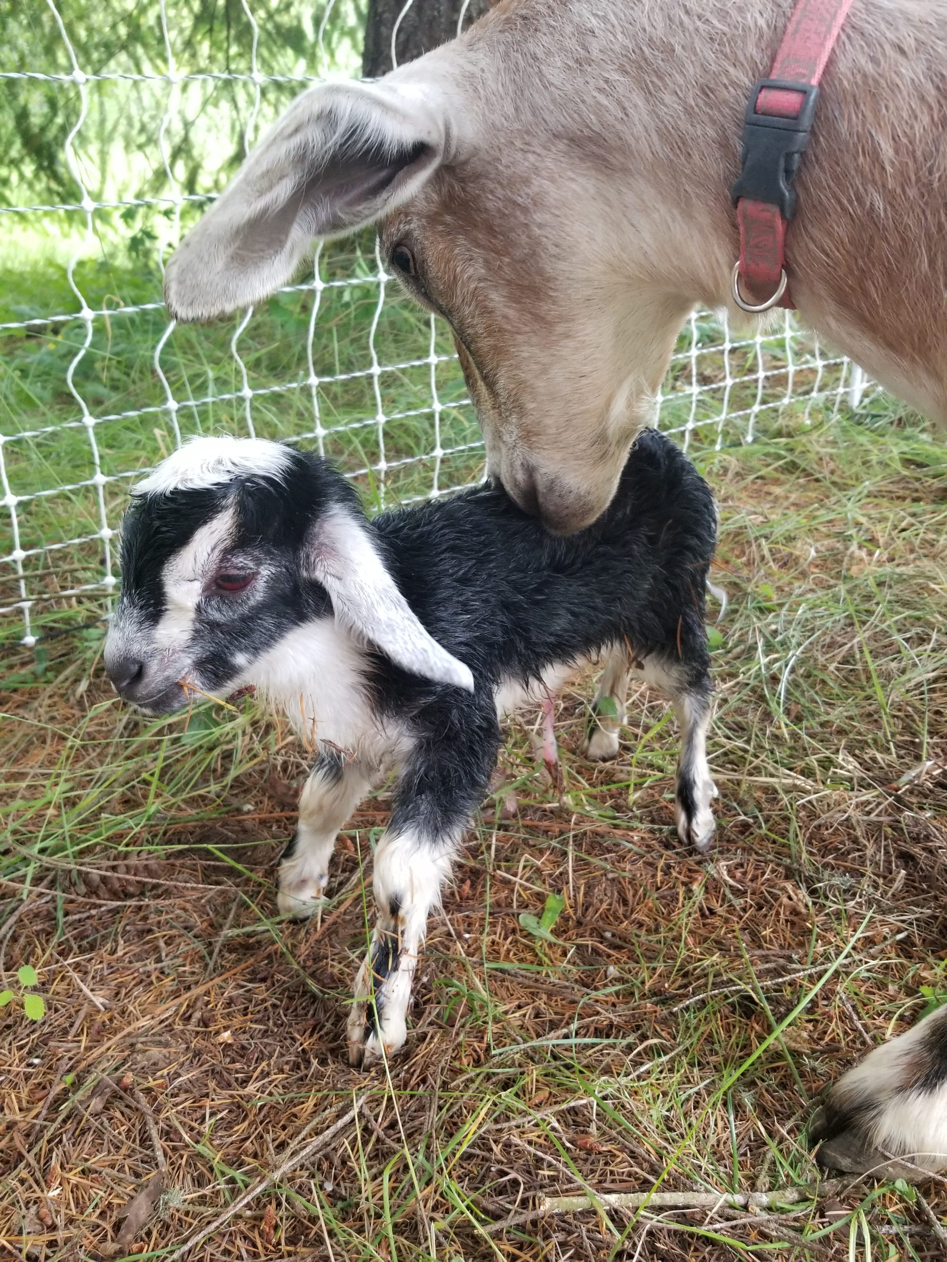 Barker Kinder Gardens - Kinder Goat Breeders Association