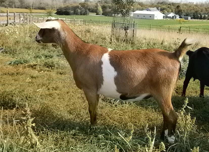 Breed Spotlight Archives - Kinder Goat Breeders Association