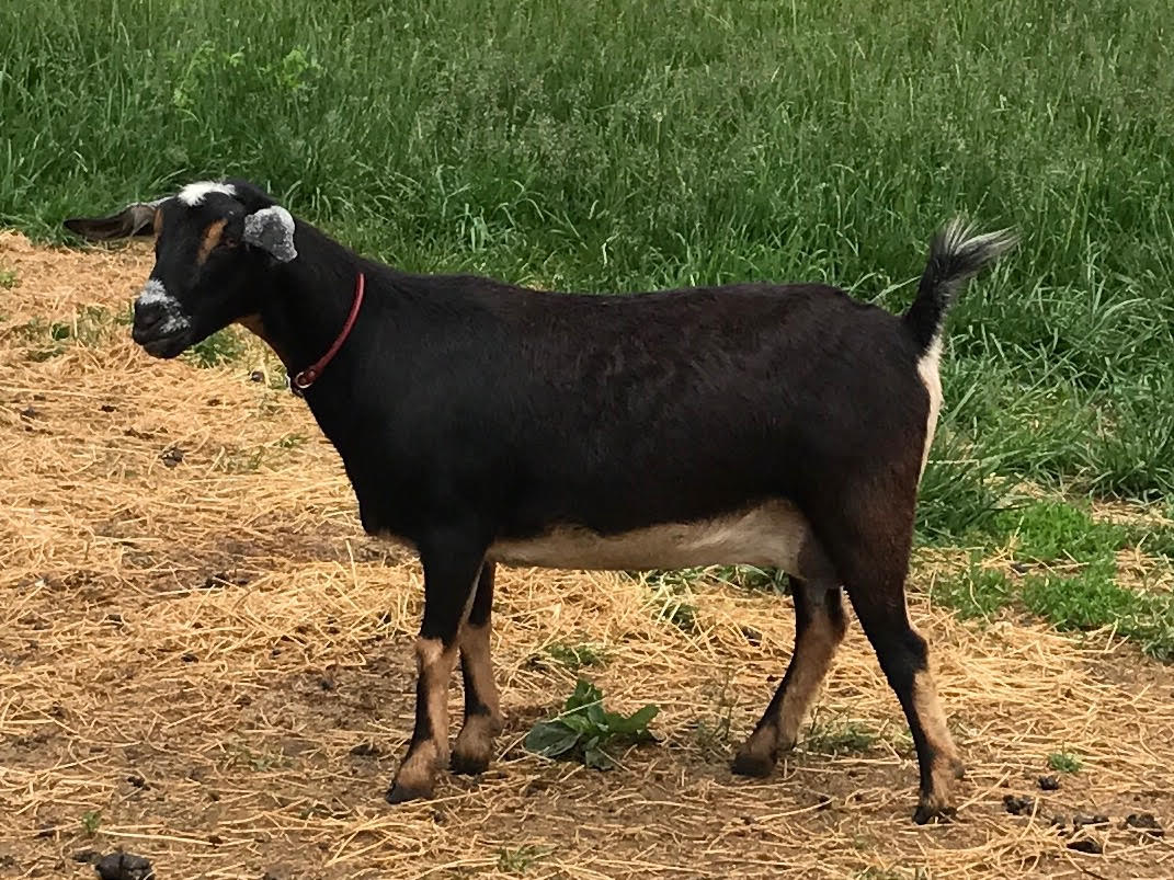 Breed Spotlight Archives - Kinder Goat Breeders Association