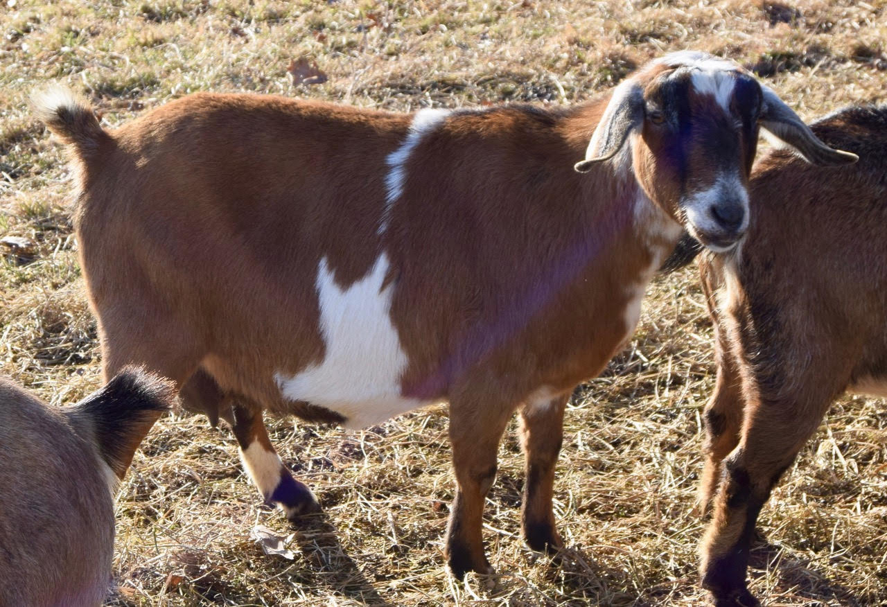 Breed Spotlight Archives - Kinder Goat Breeders Association