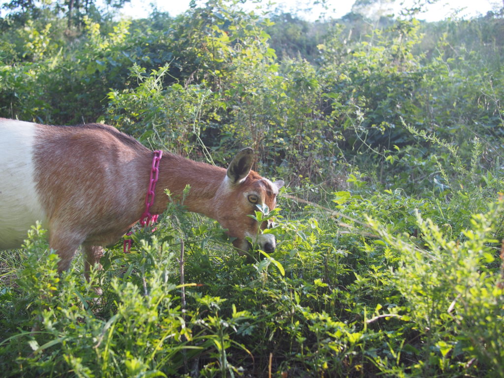 The Nutritional Wisdom of Ruminants - Part One - Kinder Goat Breeders ...